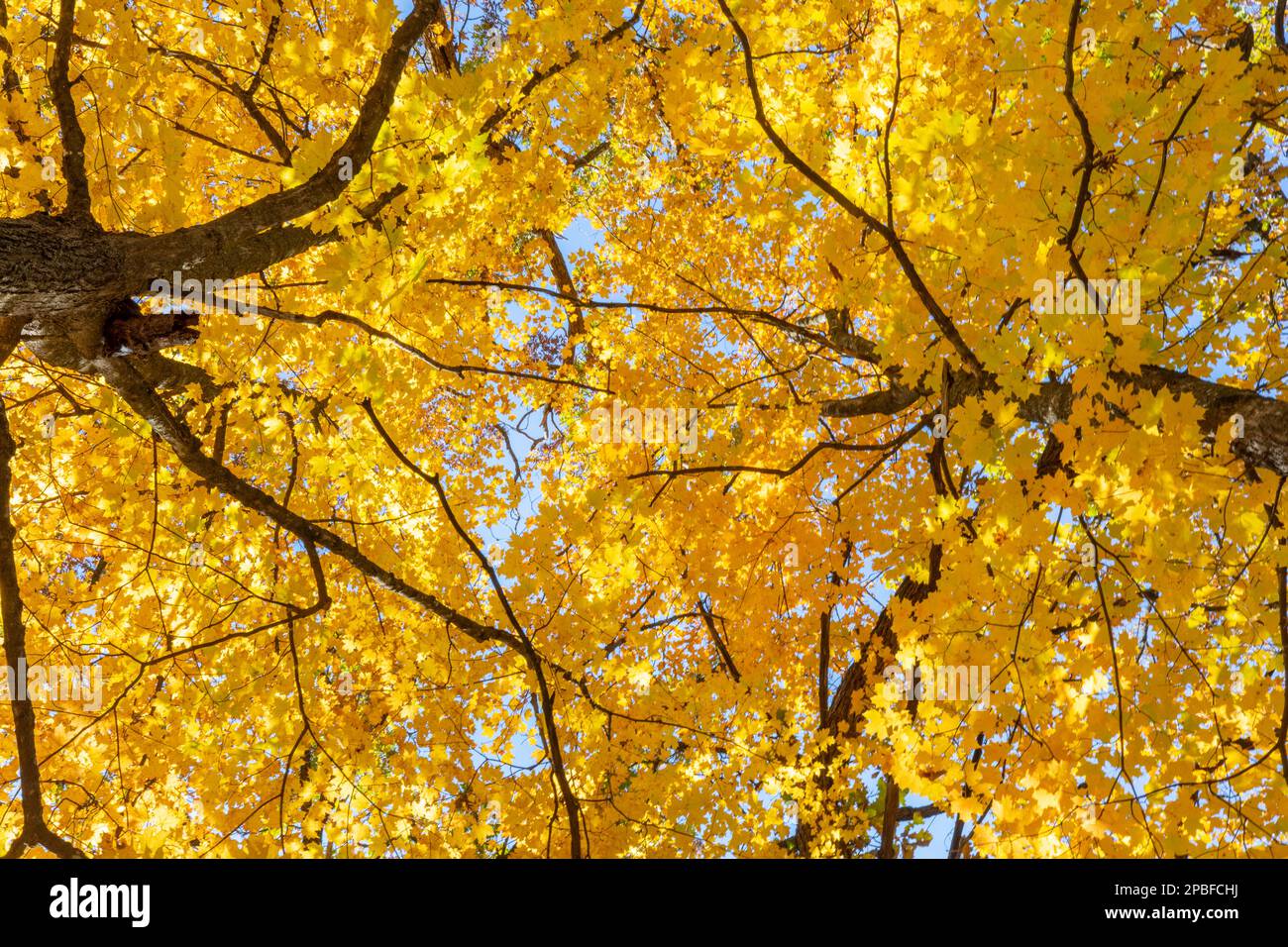 Brilliant fall colors erupt overhead on a warm autumn tree canopy Stock ...