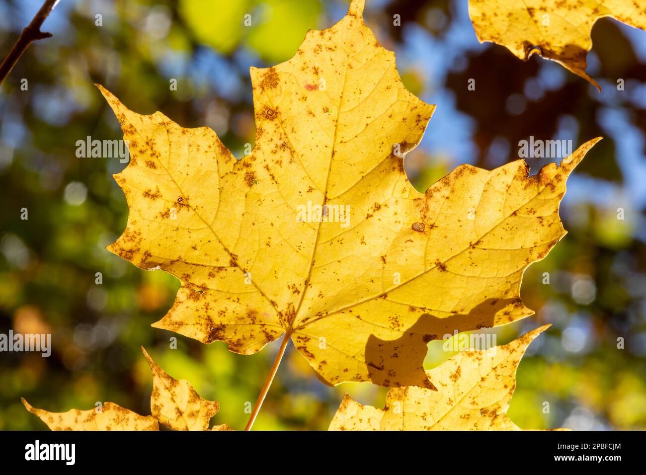 Beautiful autumn colors maple leaf illuminated by warm sunlight Stock ...