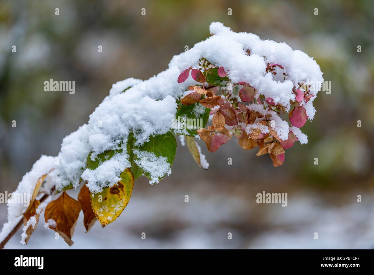 Hydrangea flowers in winter in the snow hi-res stock photography and ...