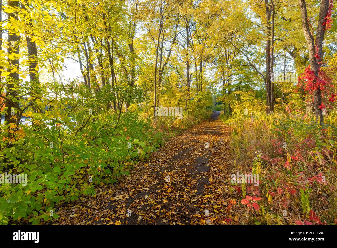 A walking path in Fridley Minnesota along the Mississippi River in a ...