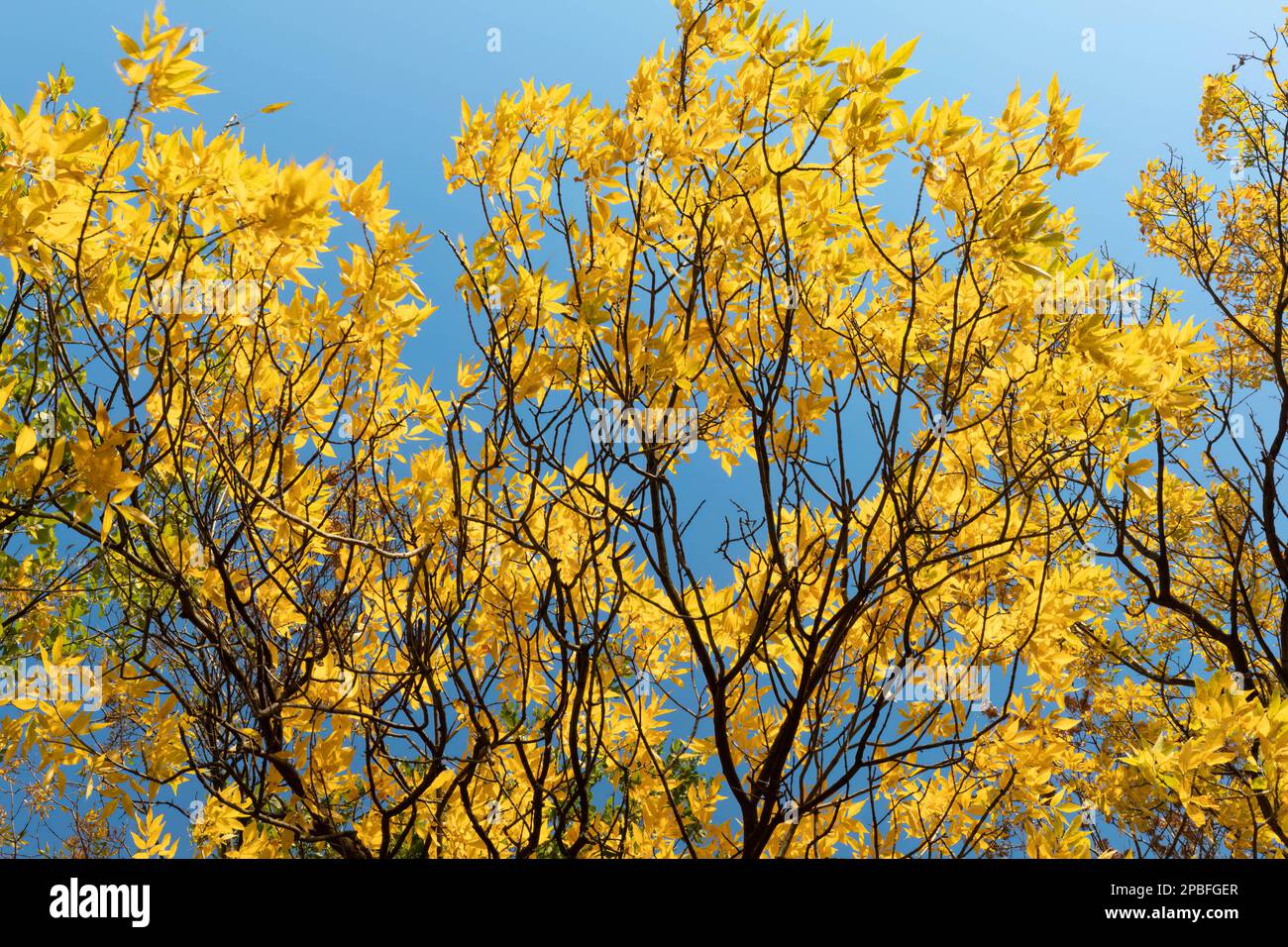 Golden leaves on trees along the Mississippi River reflect sunlight in ...
