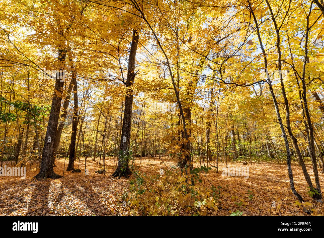 Lush autumn foliage is bright in color at William O'Brien State Park in ...