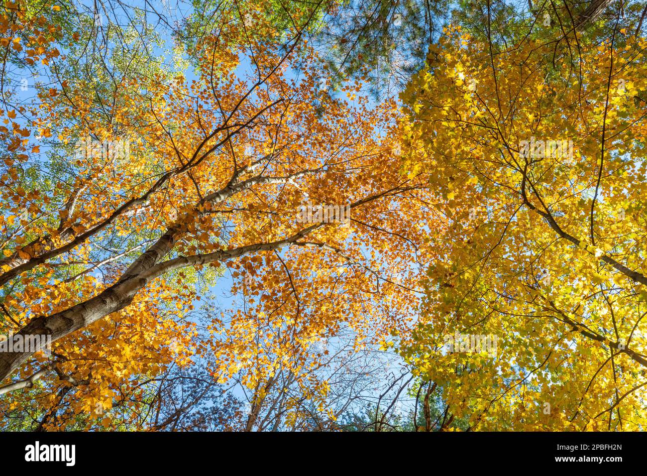 Autumn leaves shimmer and glow in the trees overhead in warm afternoon ...