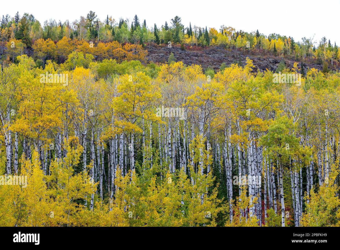 Brilliant fall colors erupt in autumn birch and aspen forest Stock ...