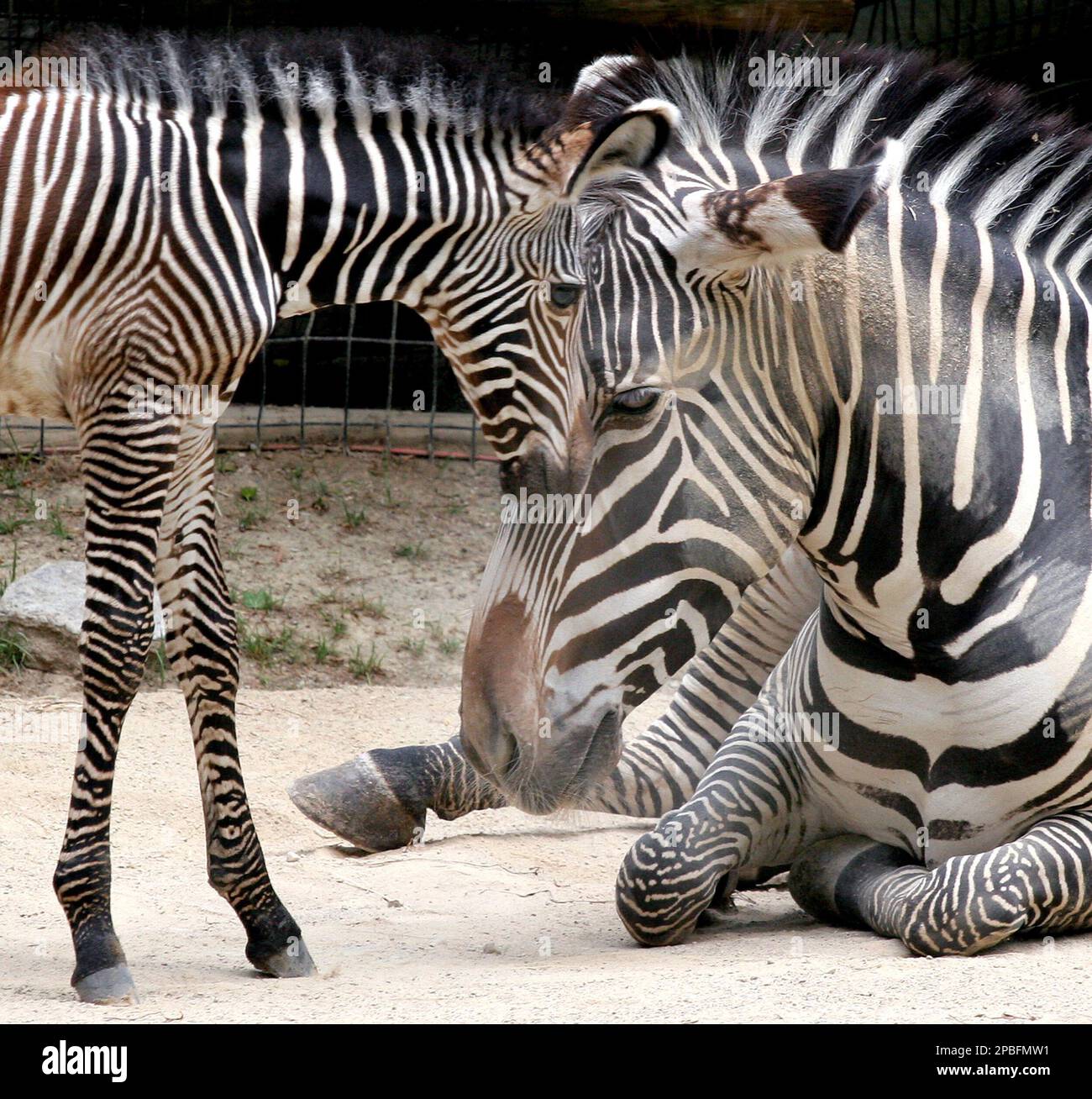 A baby Grevy's zebra, left, born May 19 and named Johari, nuzzles up to ...