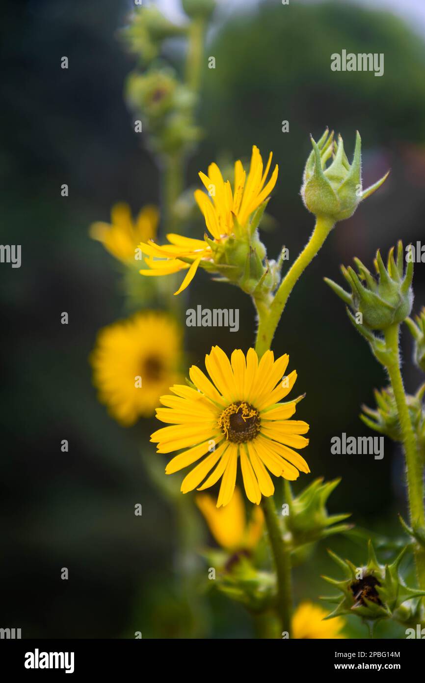 Wild Flowers in Bloom Stock Photo - Alamy