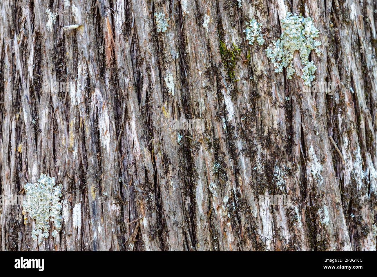 Cedar tree bark hi-res stock photography and images - Alamy