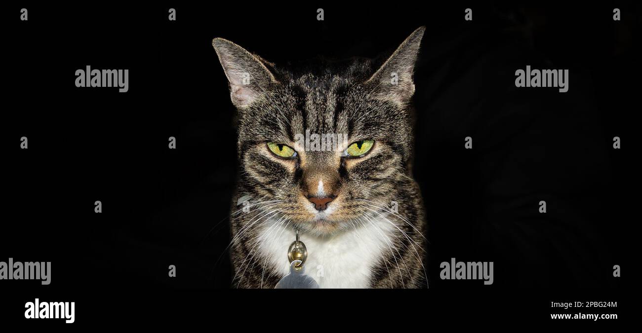 Tabby cat with green eyes facing camera, against black background ...