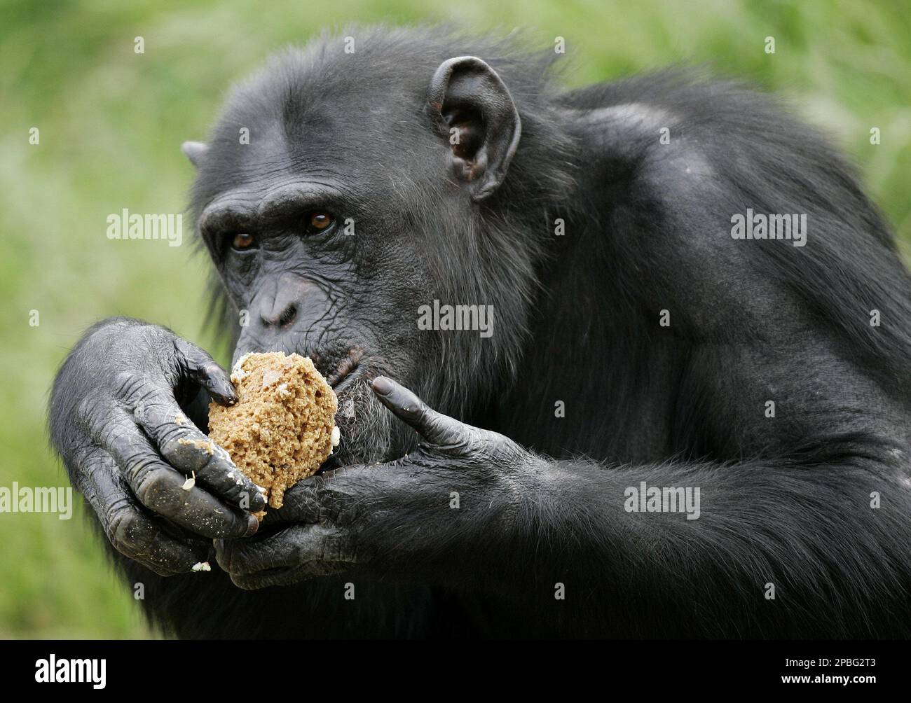 A chimp eats cake as she joins Sydney's Taronga Zoo's Chimpanzee family ...