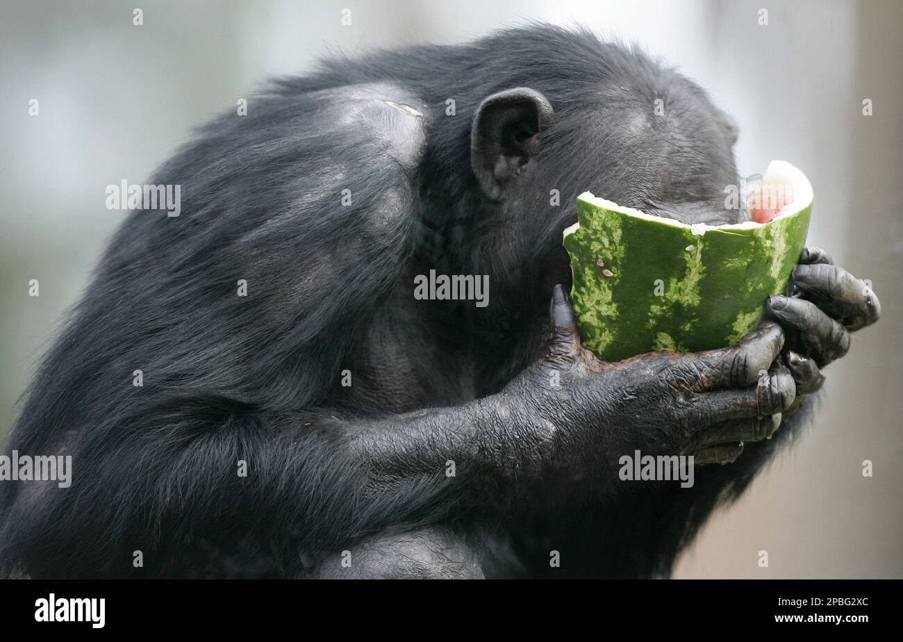A chimp eats watermelon as she joins Sydney's Taronga Zoo's chimpanzee ...