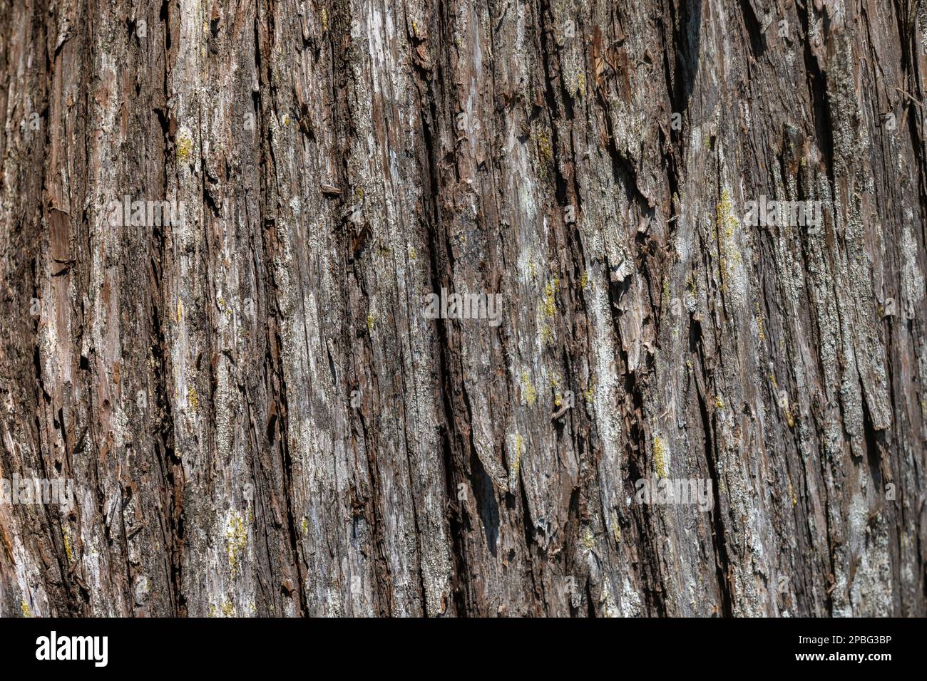 Cedar Tree Bark Texture Stock Photo - Alamy