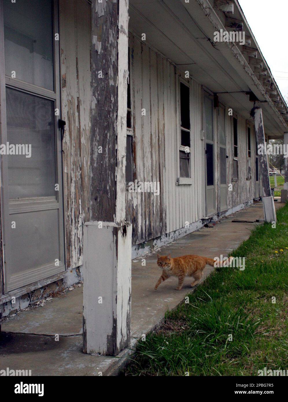 A cat skulks around the front porch of The Chelsea Motel in Chelsea ...