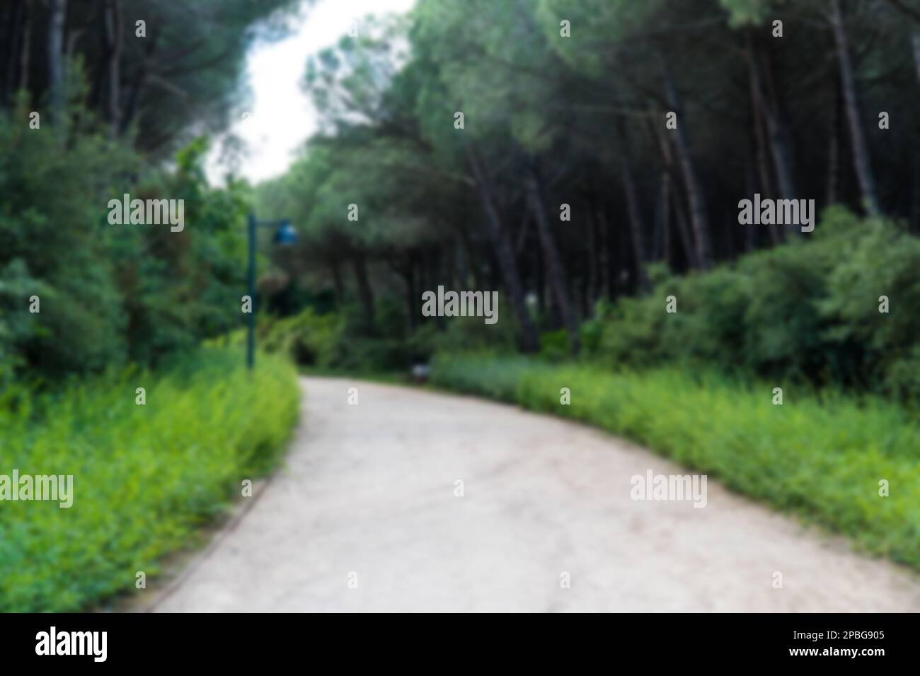 Walking path in a forest. Carbon neutral concept. Carbon net zero ...