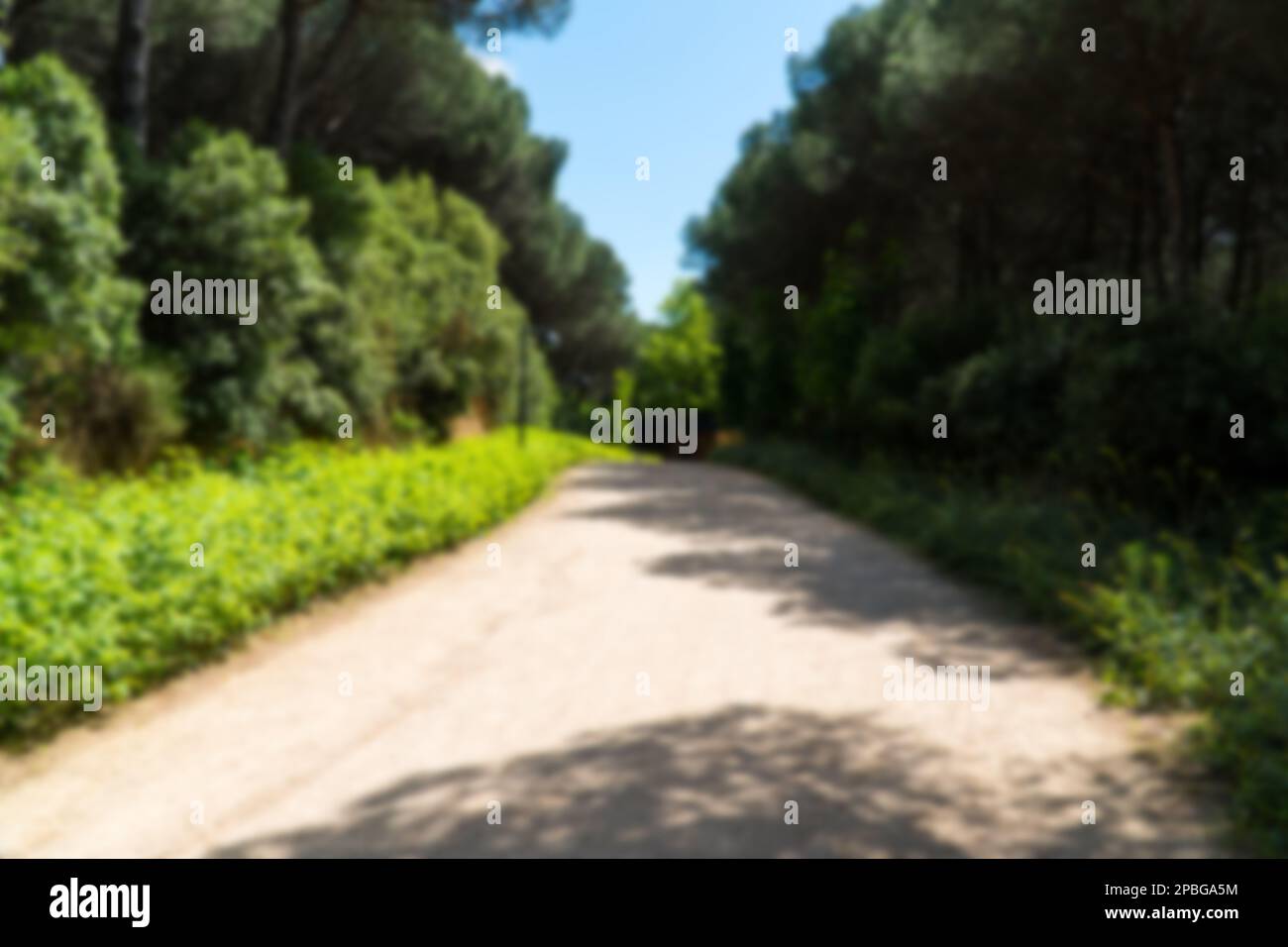 Walking path in a forest. Carbon neutral concept. Carbon net zero ...