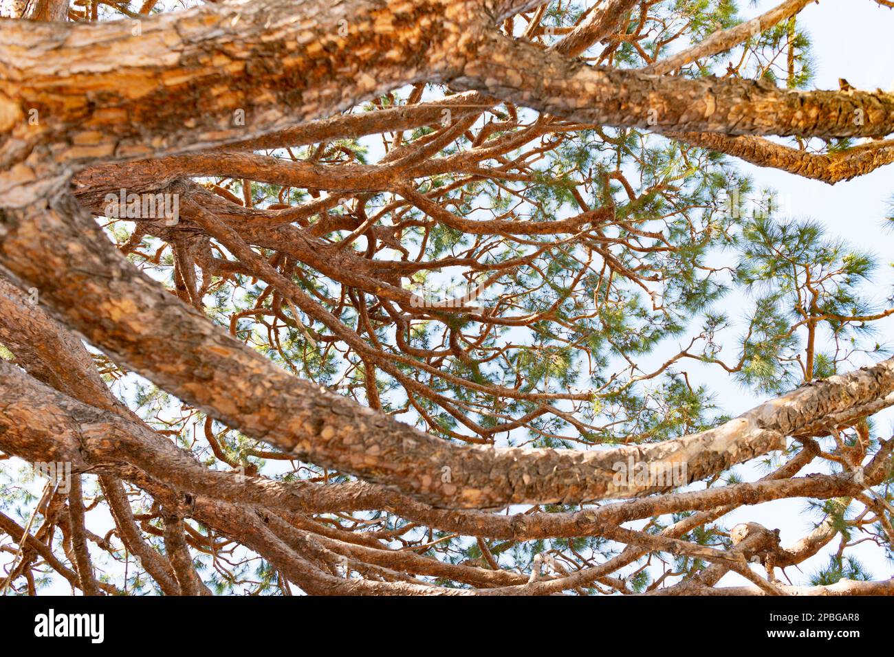 branches and twigs of tree. branches and twigs of tree outdoor ...
