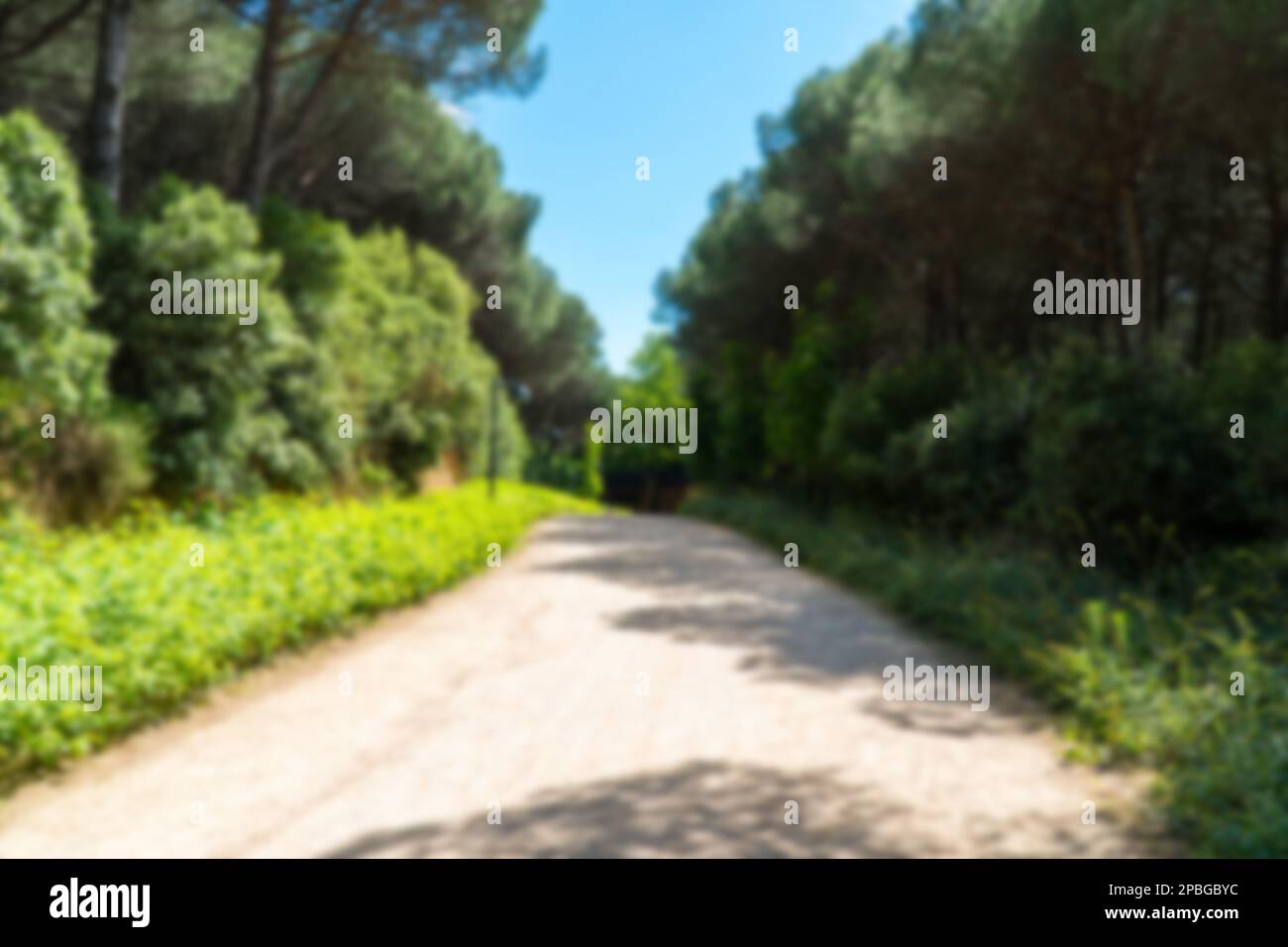 Walking path in a forest. Carbon neutral concept. Carbon net zero ...