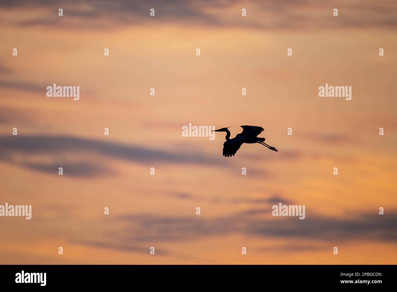 Minneapolis birds lake reflection sunset water hi-res stock photography ...