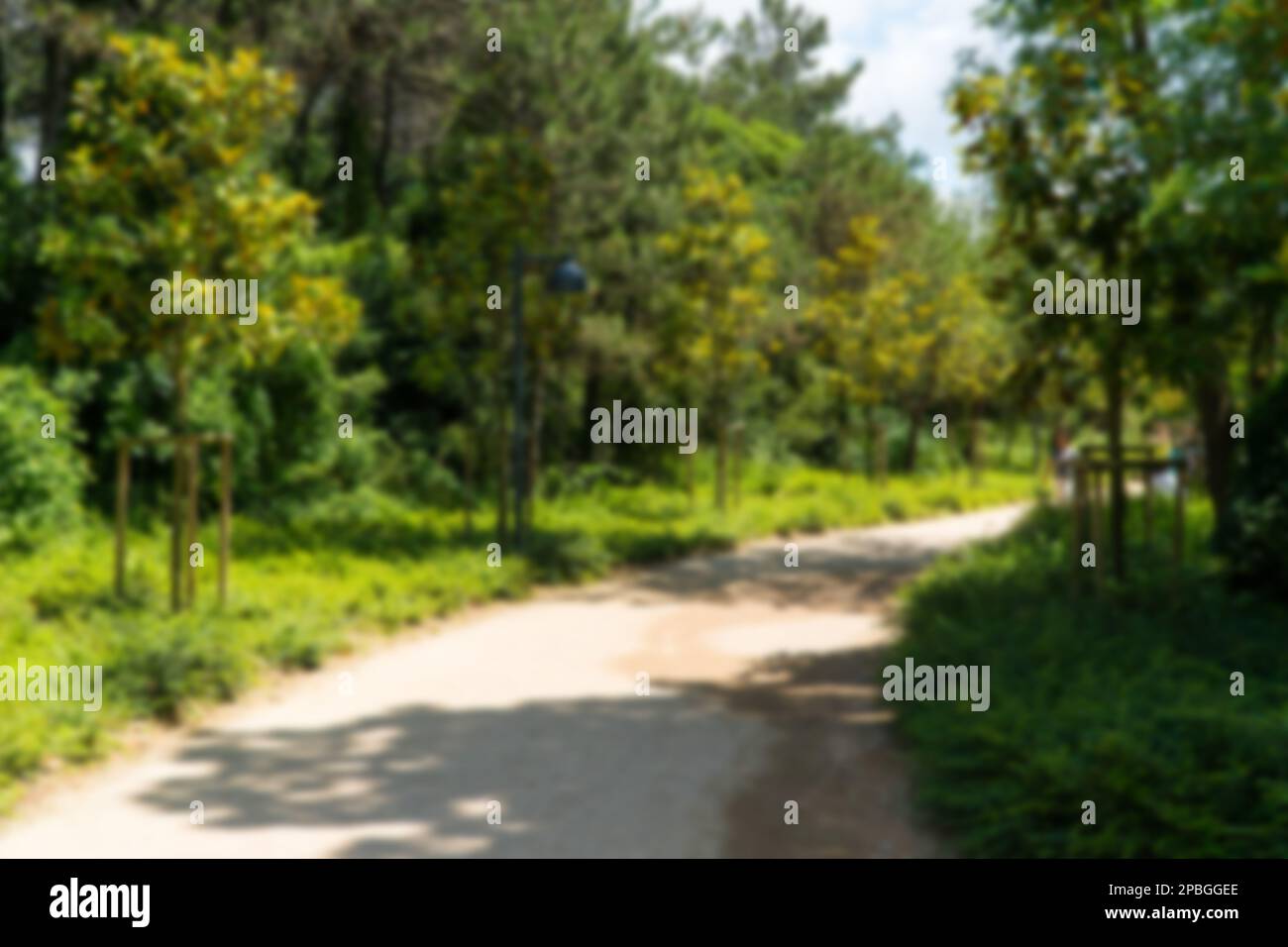 Walking path in a forest. Carbon neutral concept. Carbon net zero ...