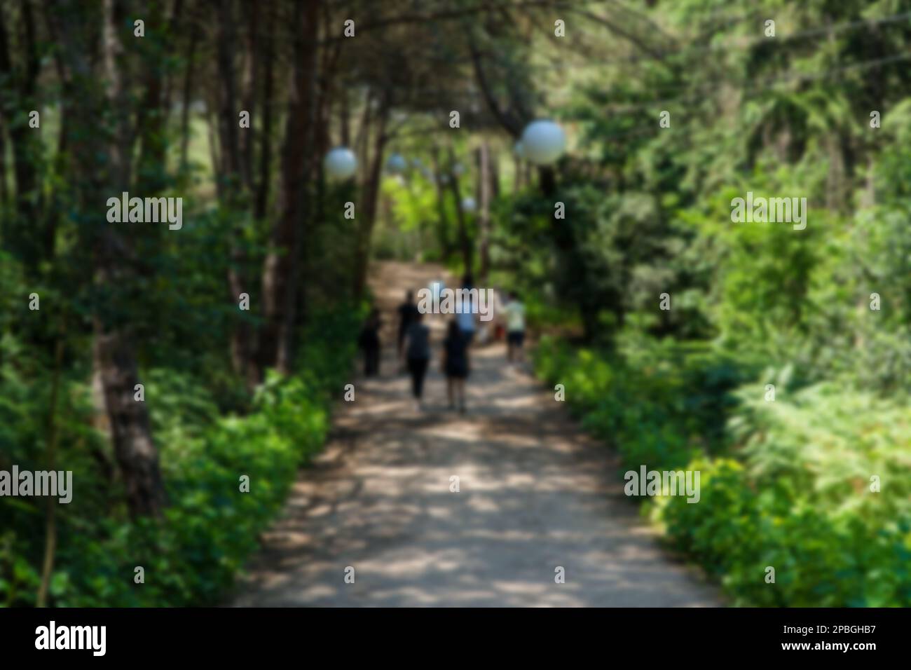 Walking path in a forest. Carbon neutral concept. Carbon net zero ...