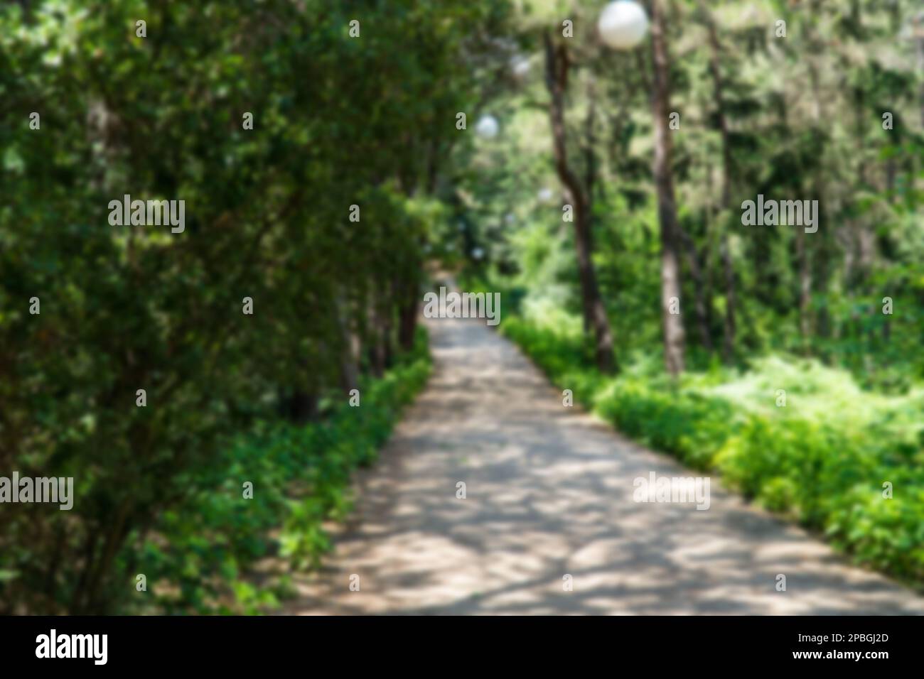 Walking path in a forest. Carbon neutral concept. Carbon net zero ...