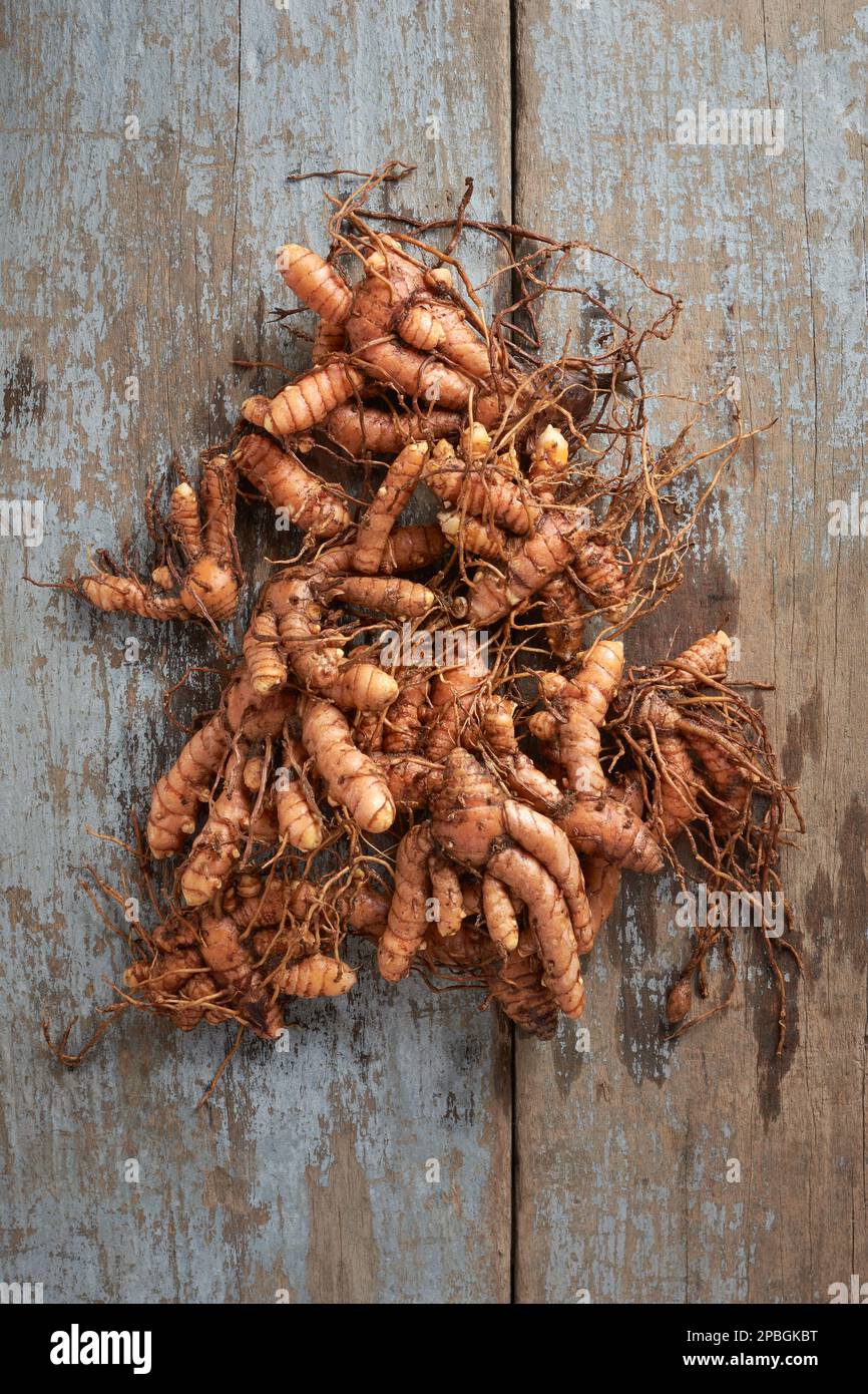 pile of freshly harvested turmeric rhizomes or roots on table top ...