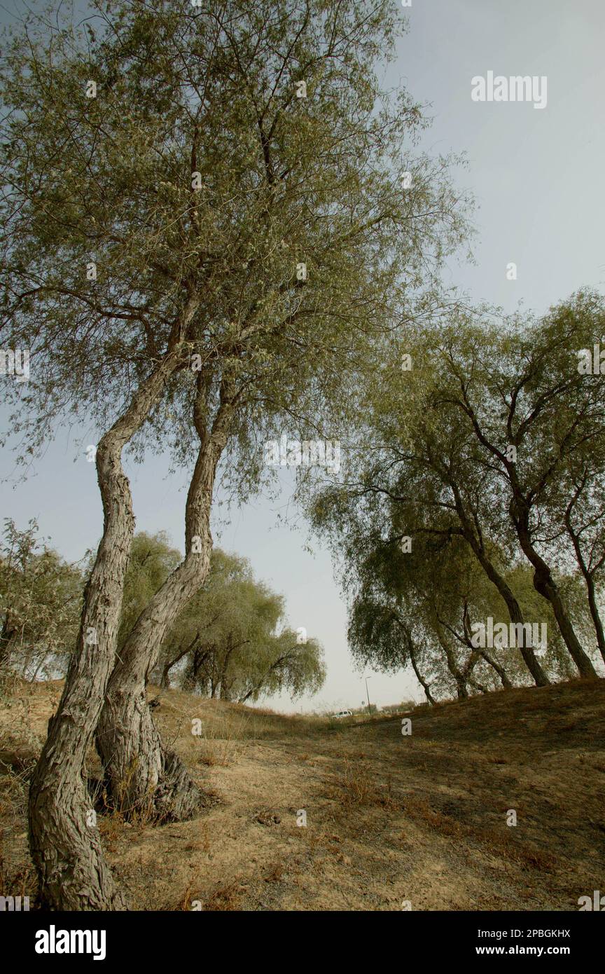 An area populated with ghaf trees is alive with the chirping, cawing ...