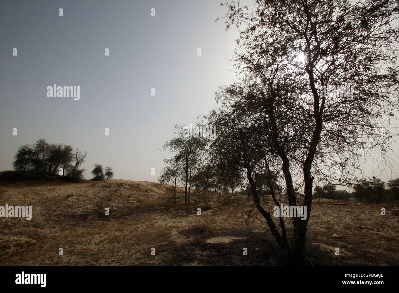 An area populated with ghaf trees is alive with the chirping, cawing ...