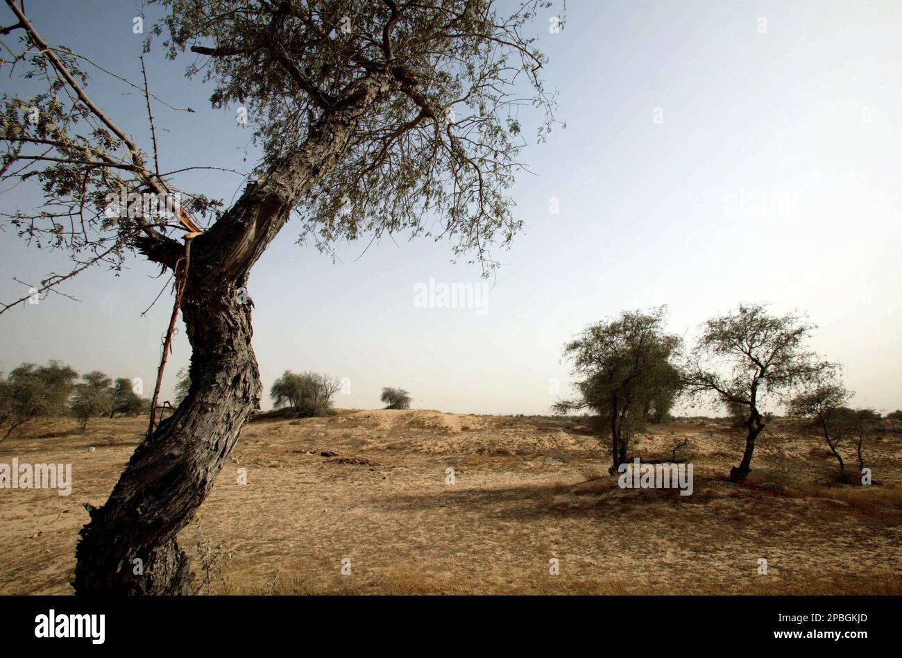 An area populated with ghaf trees is alive with the chirping, cawing ...