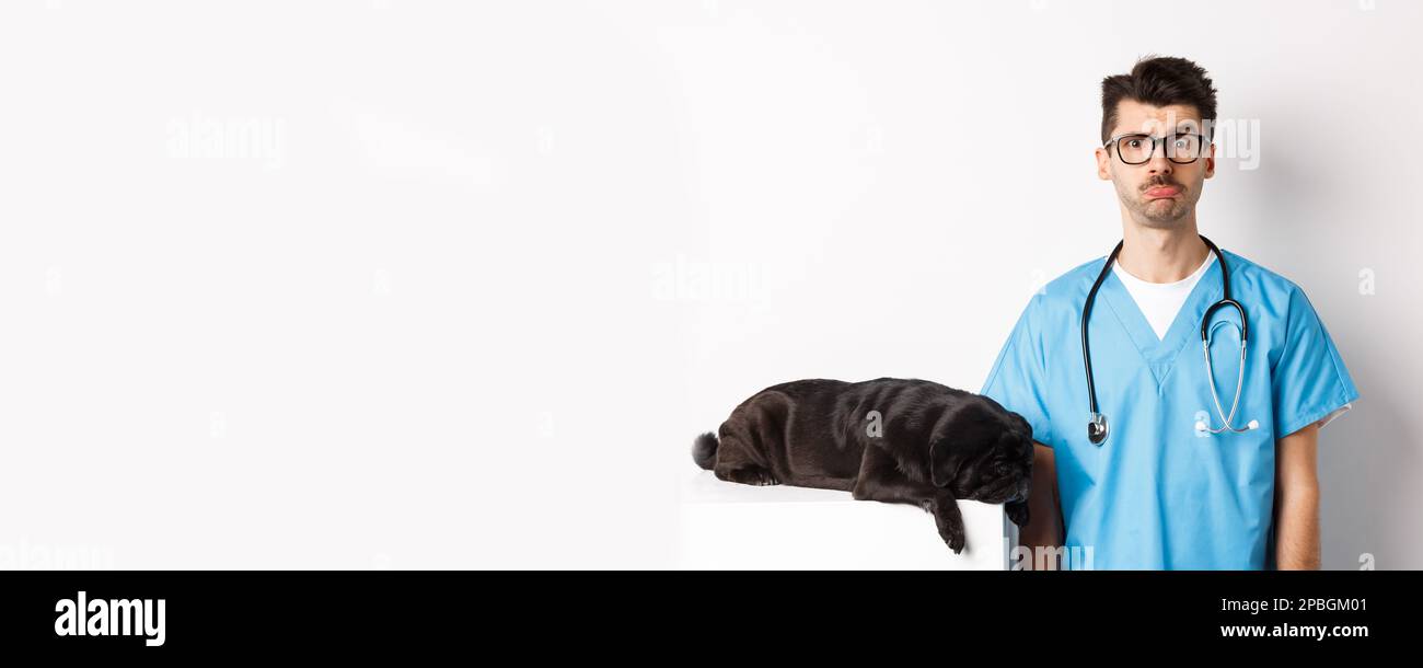 Tired black dog pug lying near handsome male doctor at veterinary ...