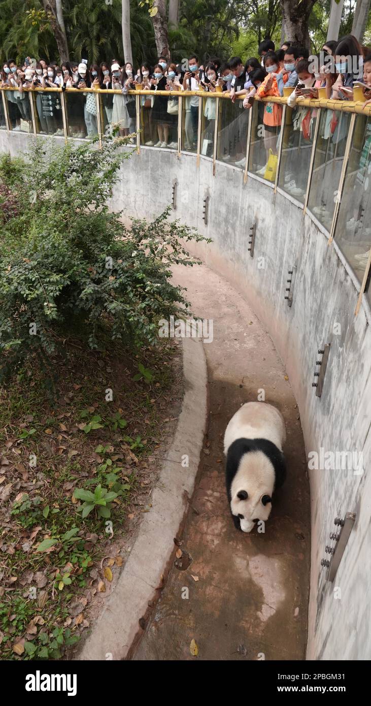 A giant panda plays outdoors, attracting people to watch at Guangzhou ...