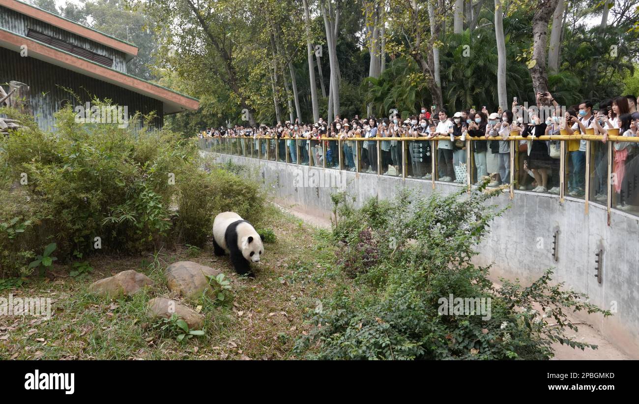 A giant panda plays outdoors, attracting people to watch at Guangzhou ...