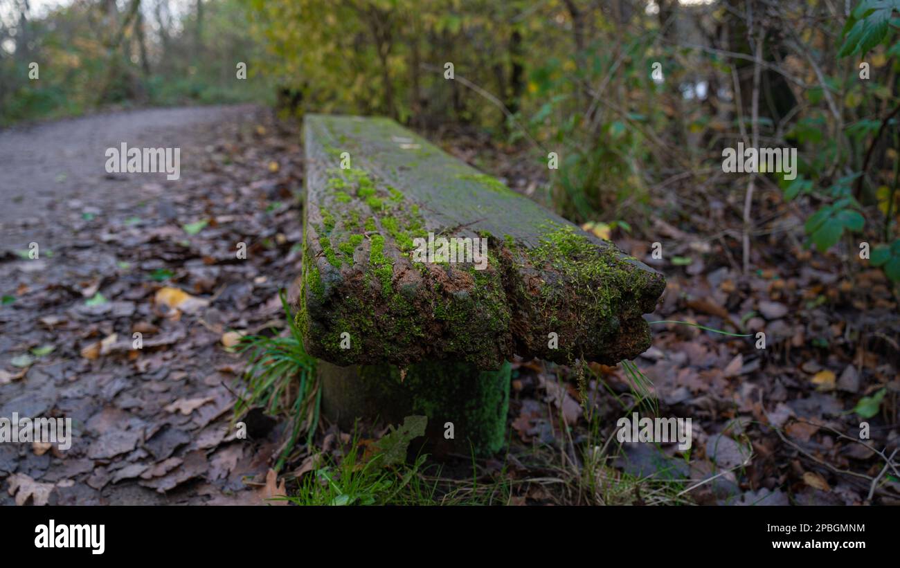 mossy bench. A moss-covered bench by the lake in the forest Stock Photo ...