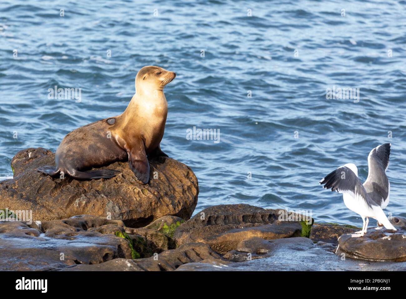 Sea lion and seagull face off at the beach Stock Photo - Alamy