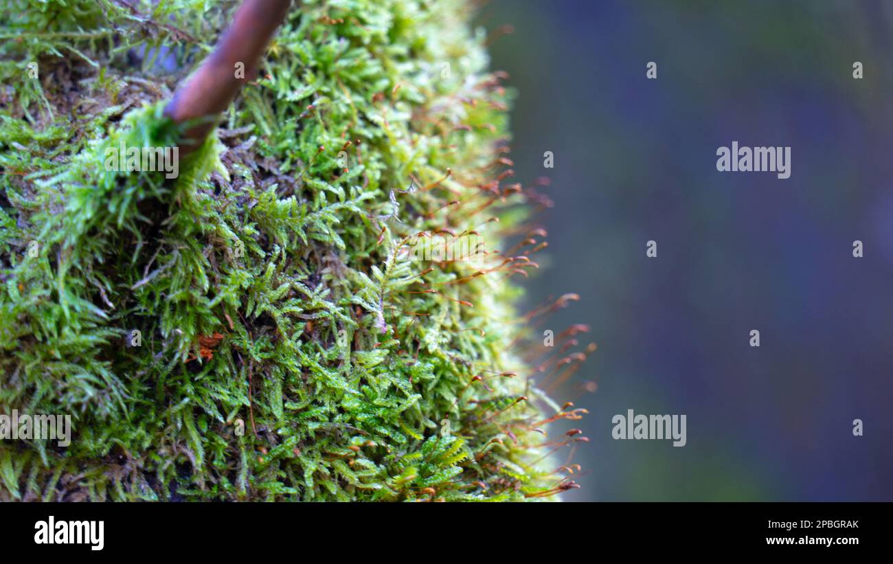 Grass sprouting hi-res stock photography and images - Alamy