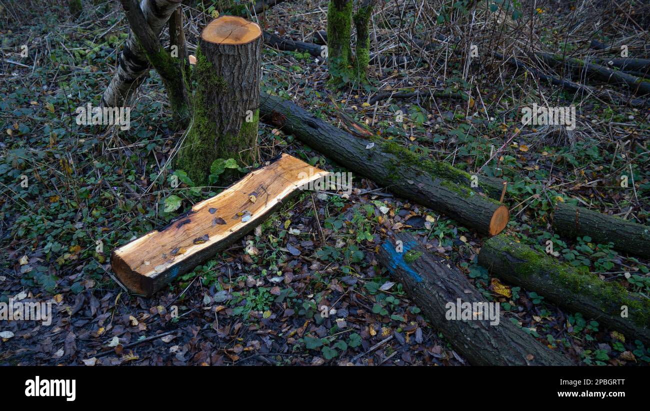 Demolishing trees hi-res stock photography and images - Alamy
