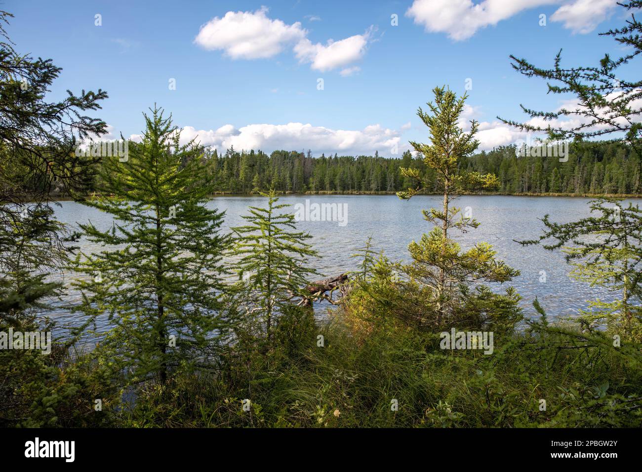 Wilderness lake in forest of northern Minnesota Stock Photo - Alamy