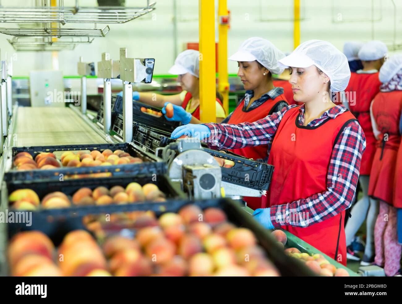 Woman working on producing sorting line at warehouse Stock Photo - Alamy
