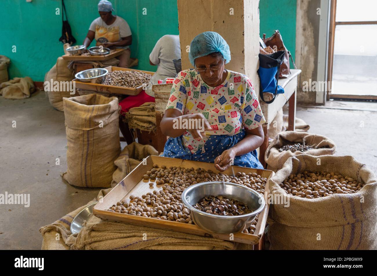 St. George, Grenada - November 27, 2015: nut producing farm with woman ...