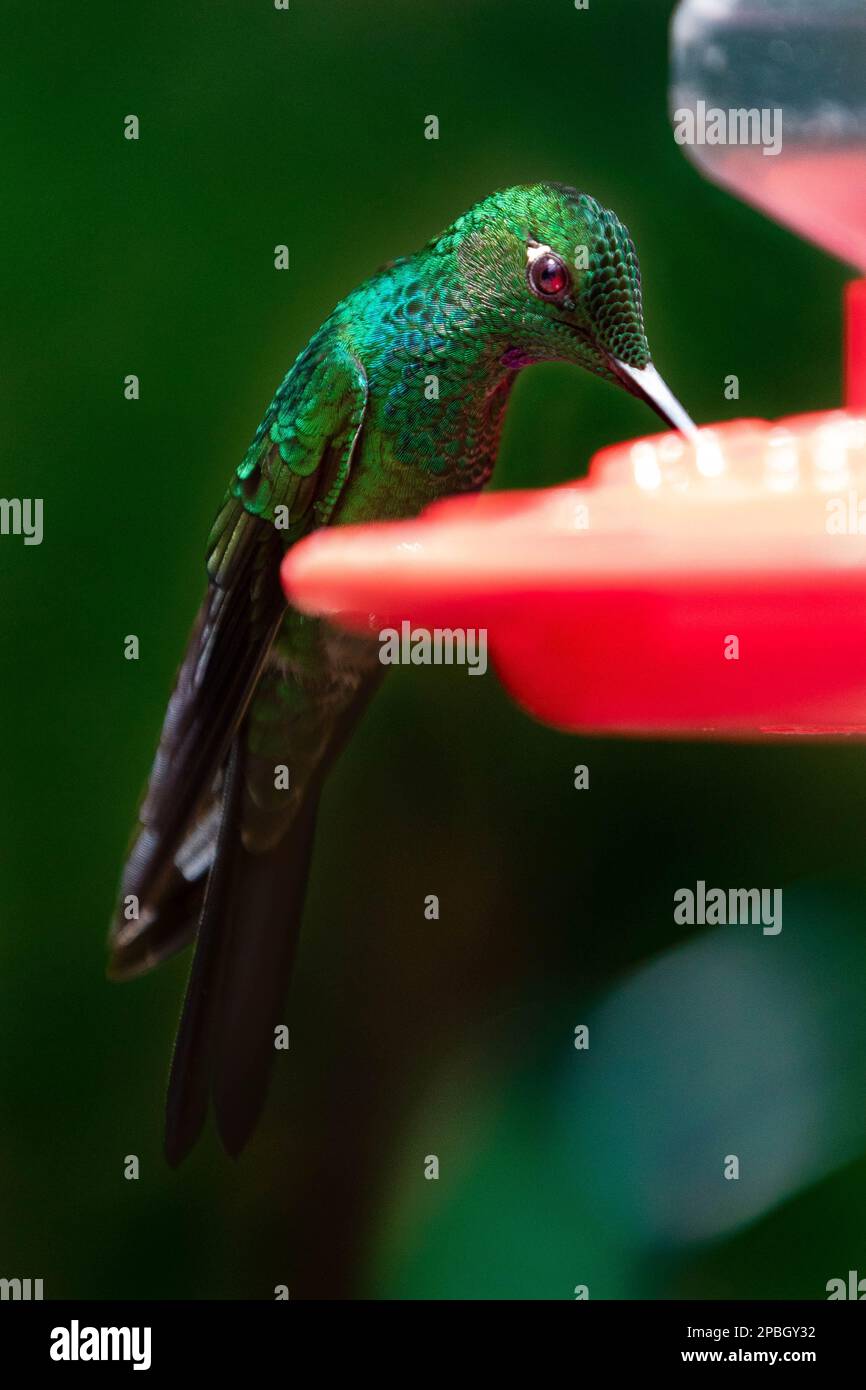 Green crowned brilliant hummingbird costa rica Stock Photo - Alamy