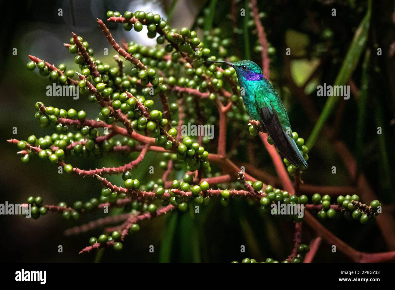 Hummingbird eyes hi-res stock photography and images - Alamy