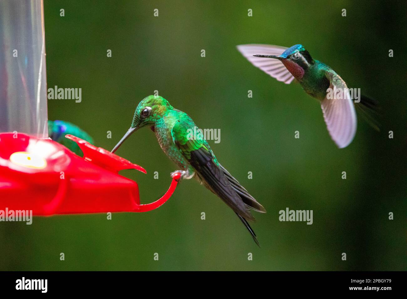 A Green Hermit hummingbird on the left and a Purple-throated Mountain ...