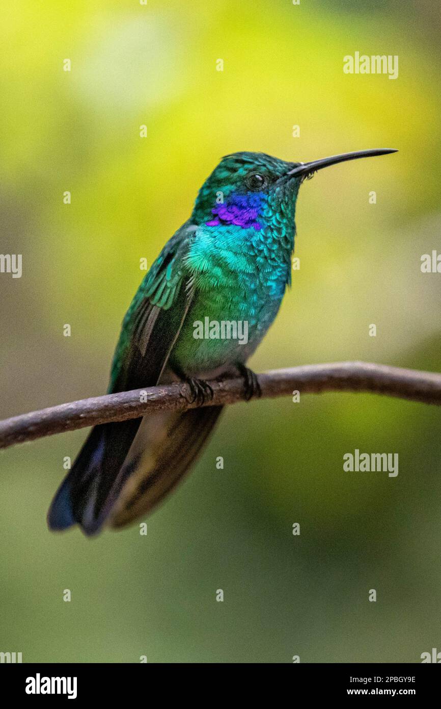 Hummingbird eyes hi-res stock photography and images - Alamy