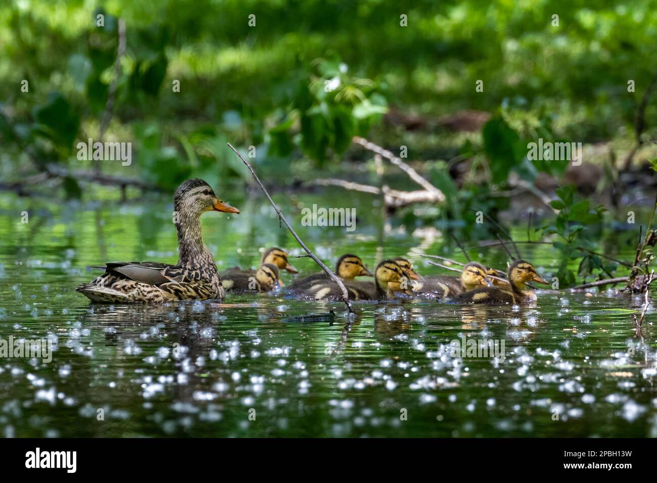 Birds ducklings mother park hi-res stock photography and images - Alamy