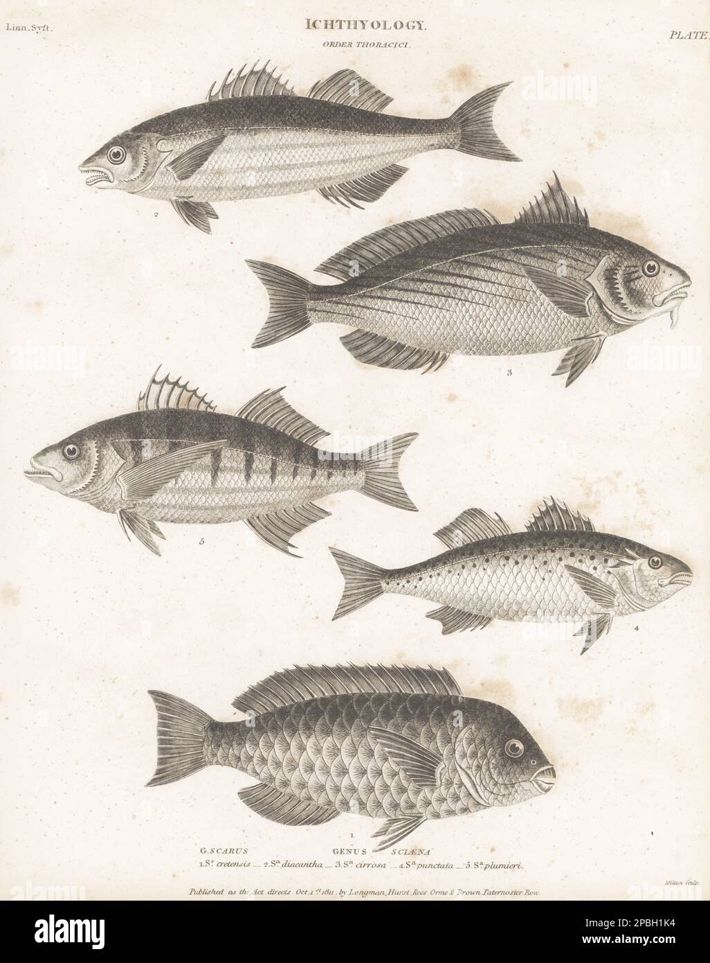 Mediterranean parrotfish, Sparisoma cretense 1, European bass ...