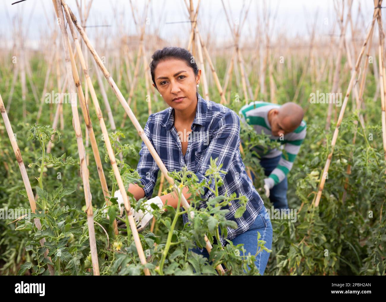 Woman horticulturist tying up tomato plants on vegetable garden Stock Photo - Alamy