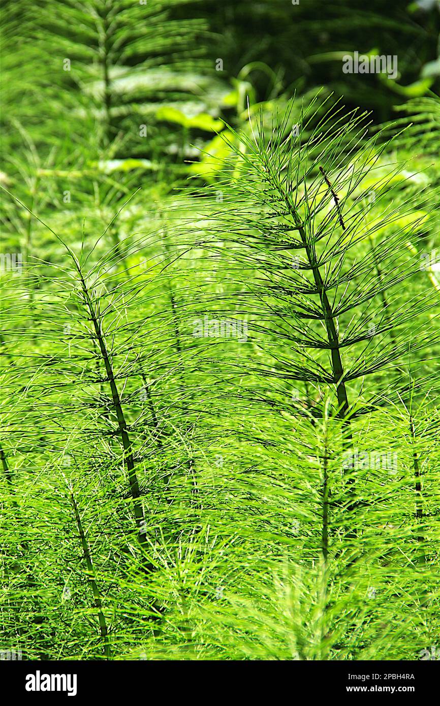 Beautiful ferns growing wild in nature Stock Photo - Alamy