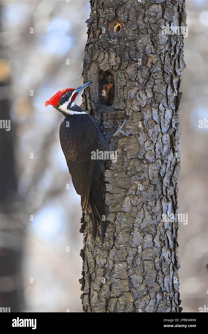 Woodpecker pecking wood hi-res stock photography and images - Alamy
