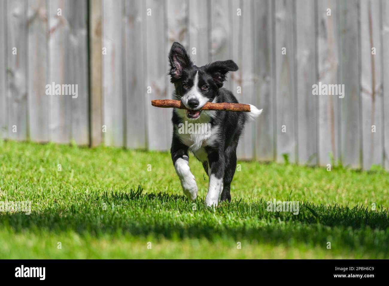 Black and white border collie puppy running on the grass in the park ...