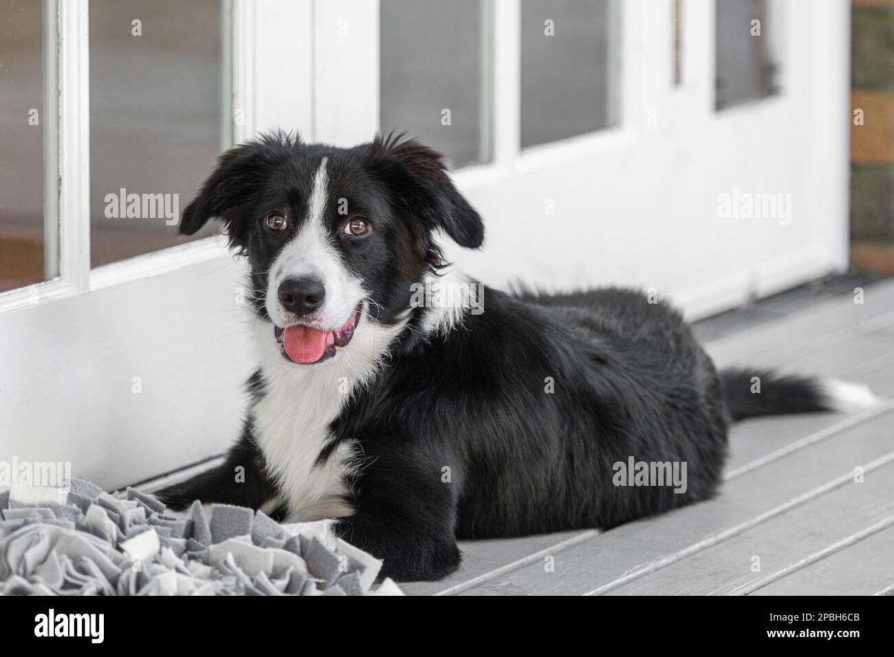 Black and white border collie puppy resting on the deck Stock Photo - Alamy