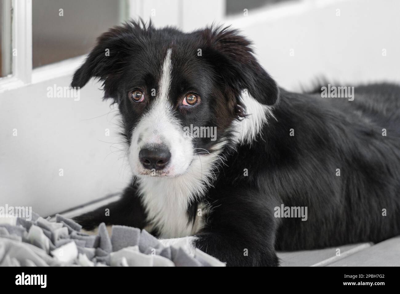Black and white border collie puppy resting on the wooden deck Stock ...